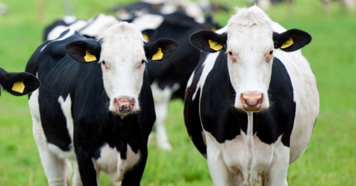 Bloom Energy: The cows running their own farm | World Energy Council